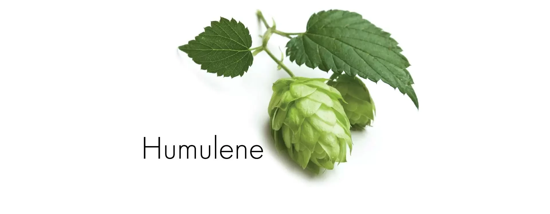 Humulene: La potente molecola dalle proprietà terapeutiche!
